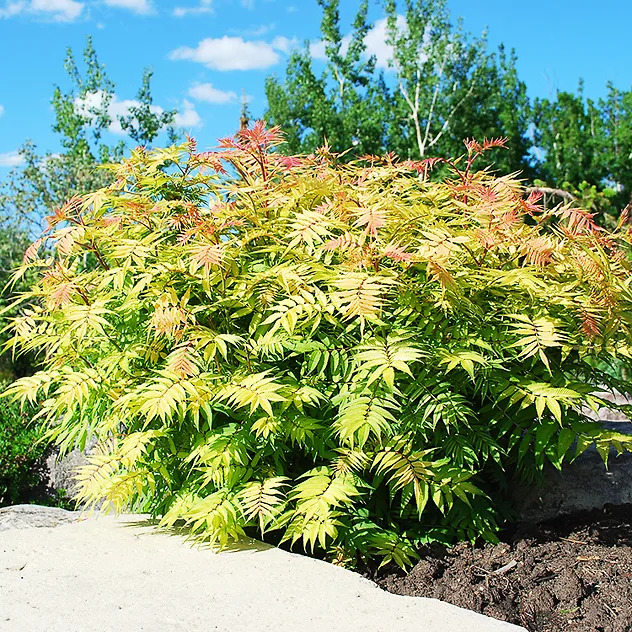 Sem False Spirea For Sale Online | The Tree Center