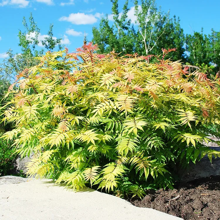 Sem False Spirea For Sale Online | The Tree Center