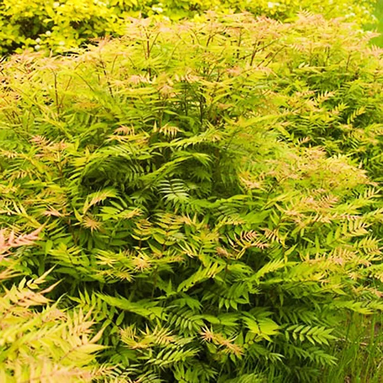 Sem False Spirea For Sale Online | The Tree Center