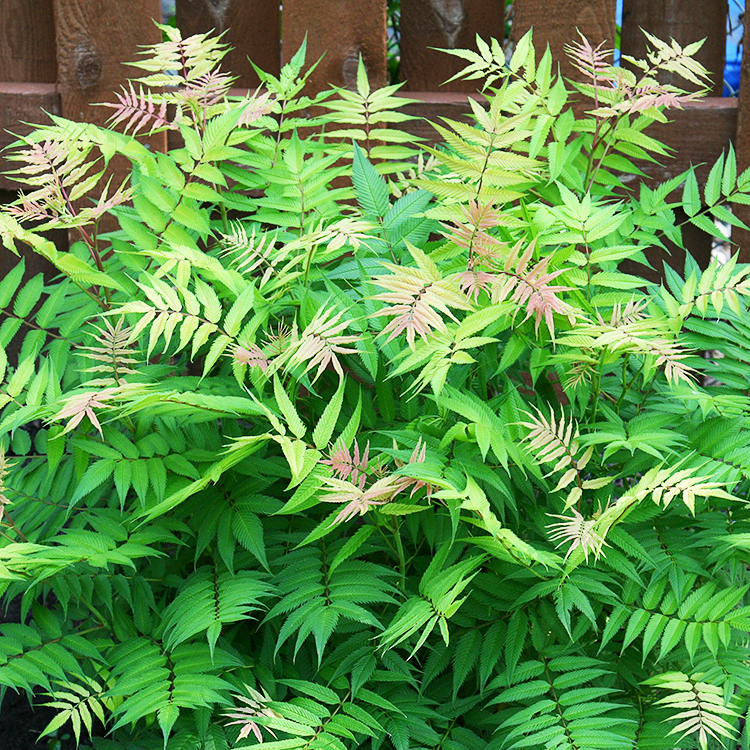 Sem False Spirea For Sale Online | The Tree Center