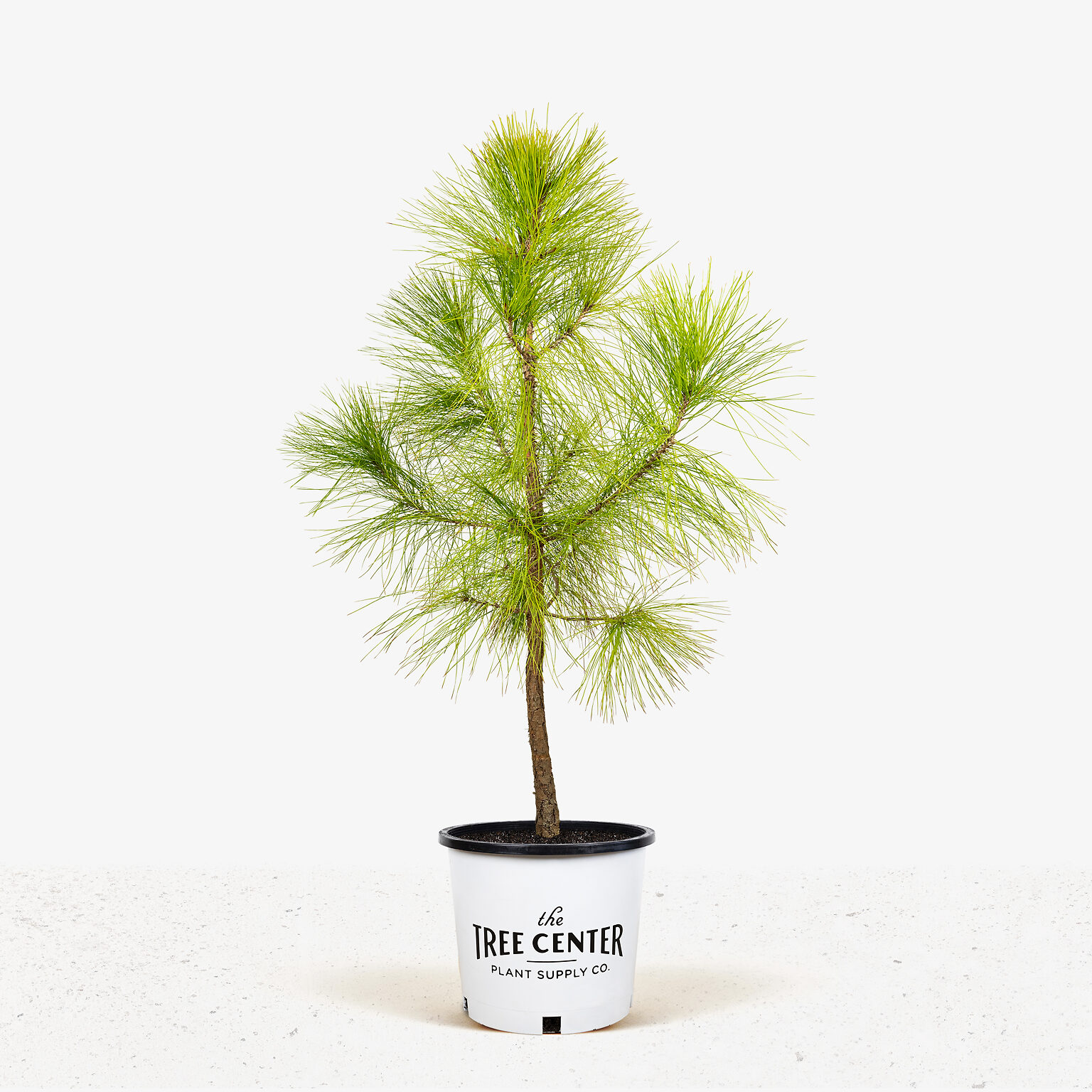Slash Pine Trees For Sale Online | The Tree Center