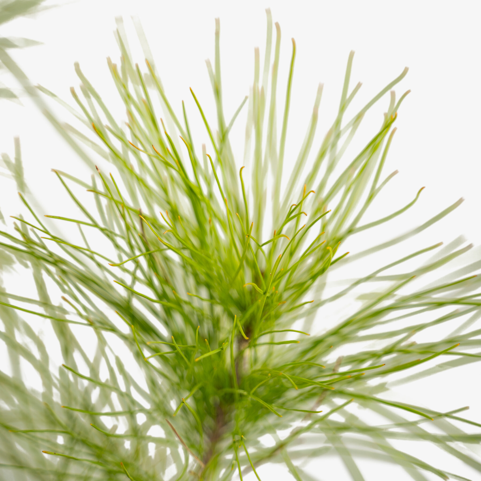 Slash Pine Trees For Sale Online | The Tree Center