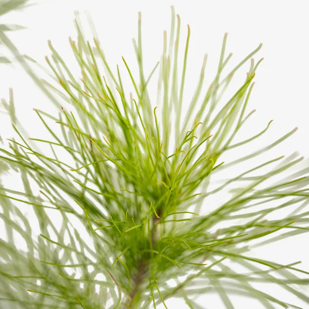 Slash Pine Trees For Sale Online | The Tree Center