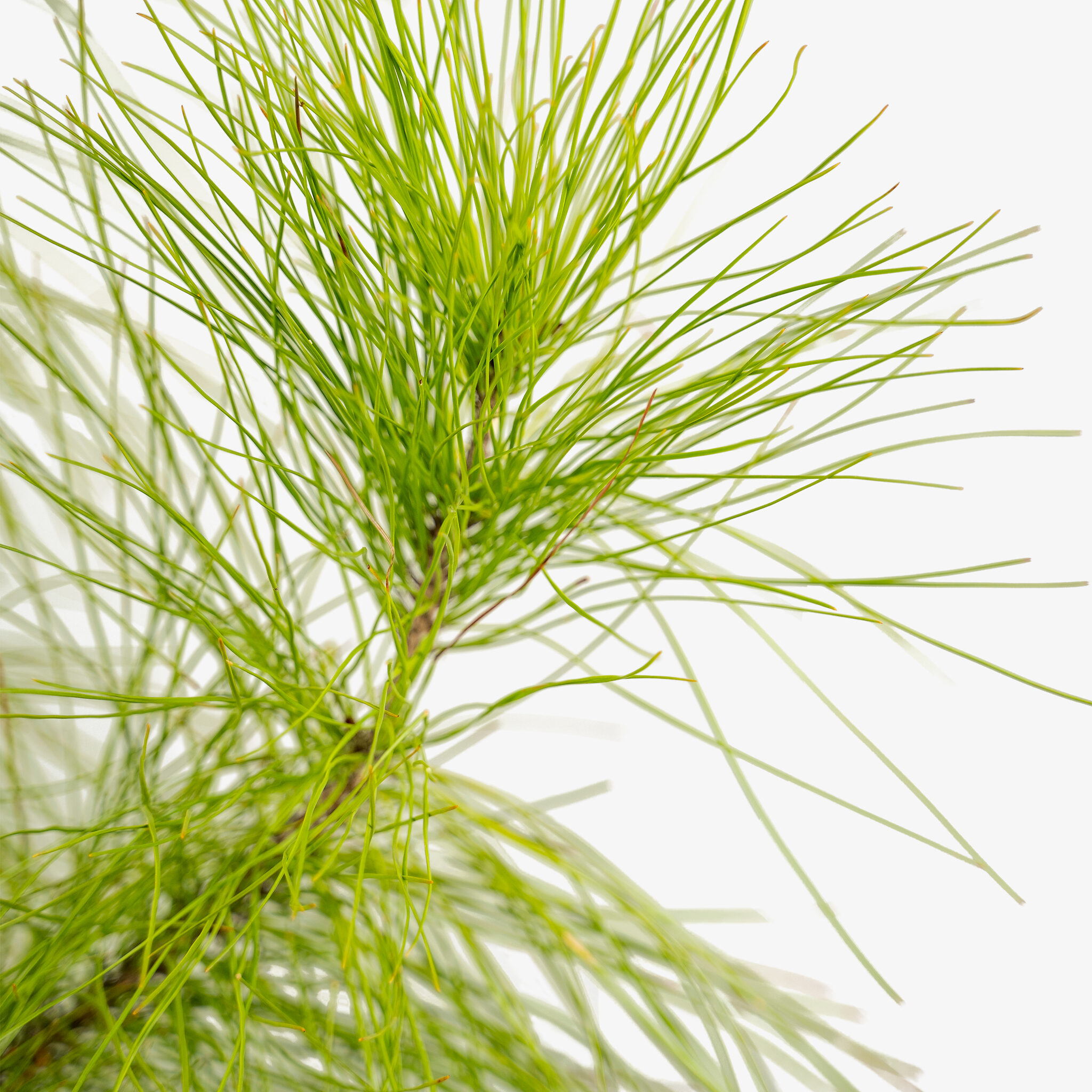 Slash Pine Trees For Sale Online | The Tree Center