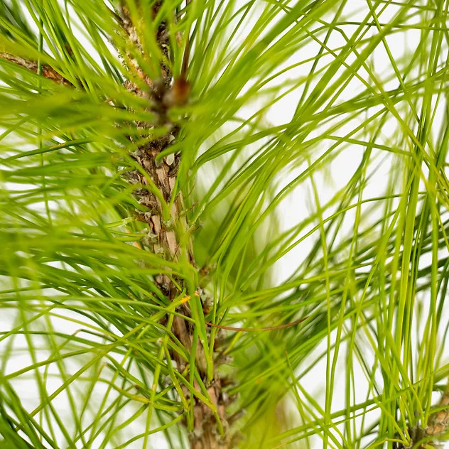 Slash Pine Trees For Sale Online | The Tree Center