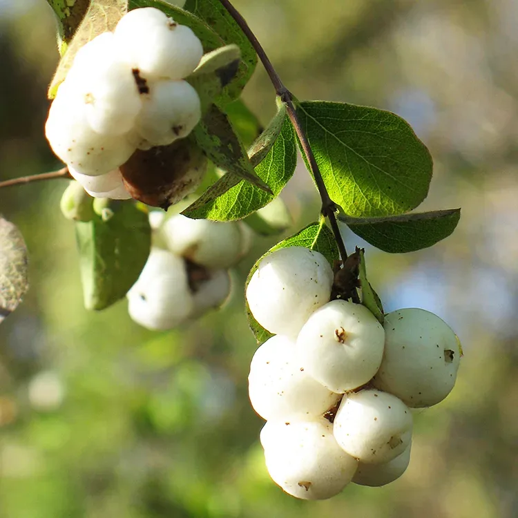 Snowberry For Sale Online | The Tree Center