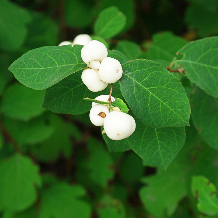 Snowberry For Sale Online | The Tree Center