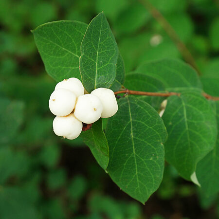 Snowberry For Sale Online | The Tree Center
