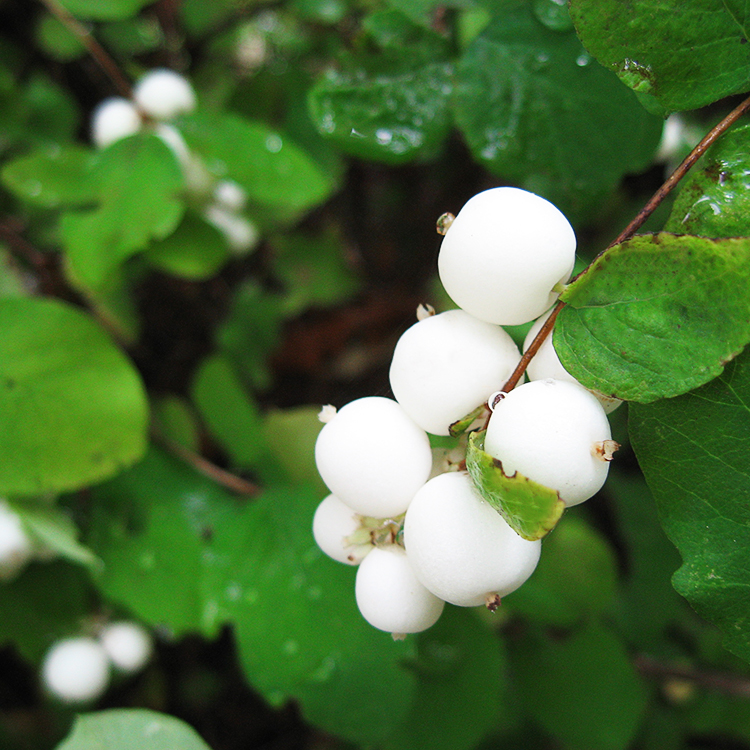 Snowberry For Sale Online | The Tree Center