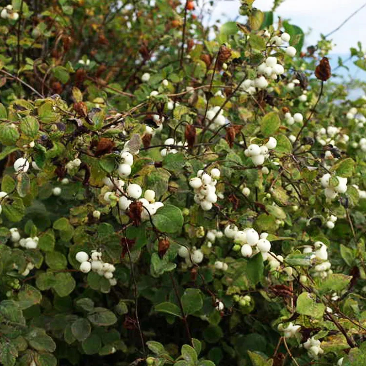 Snowberry For Sale Online | The Tree Center