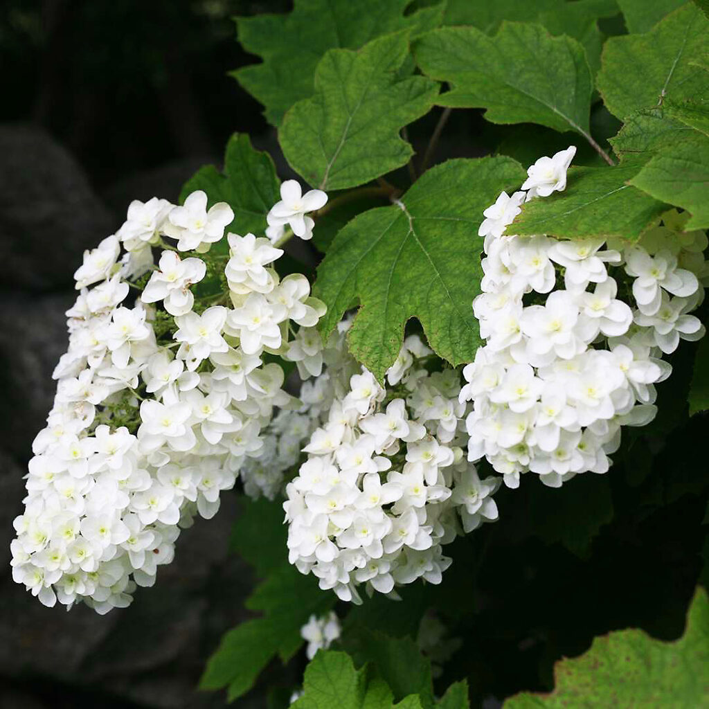 Snowflake Oakleaf Hydrangea For Sale Online | The Tree Center