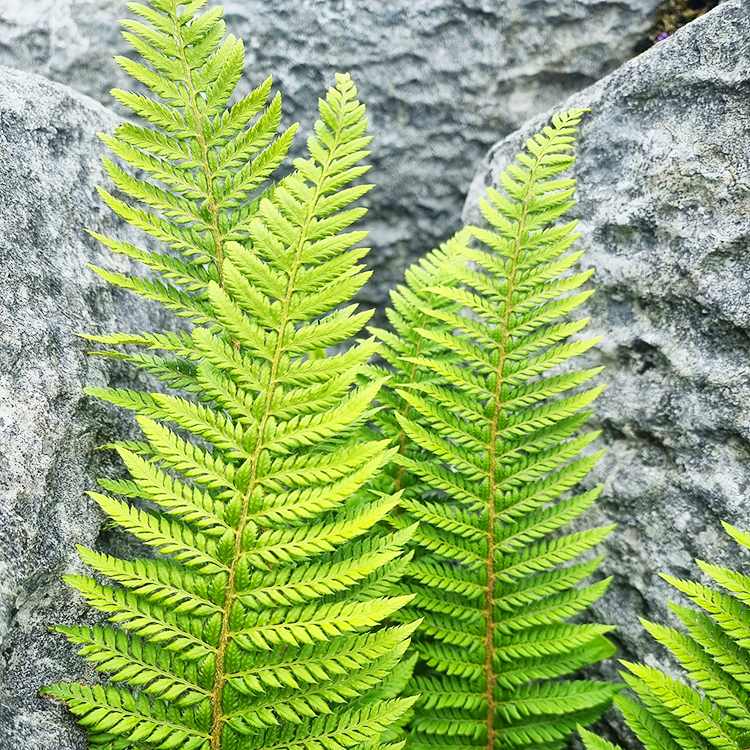 Soft Shield Fern For Sale Online | The Tree Center