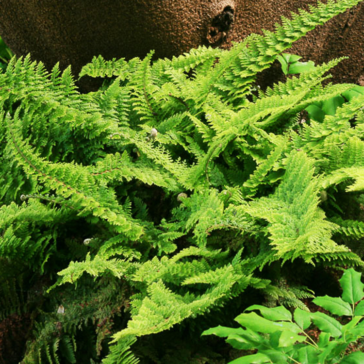 Soft Shield Fern For Sale Online | The Tree Center