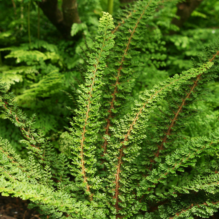 Soft Shield Fern For Sale Online | The Tree Center