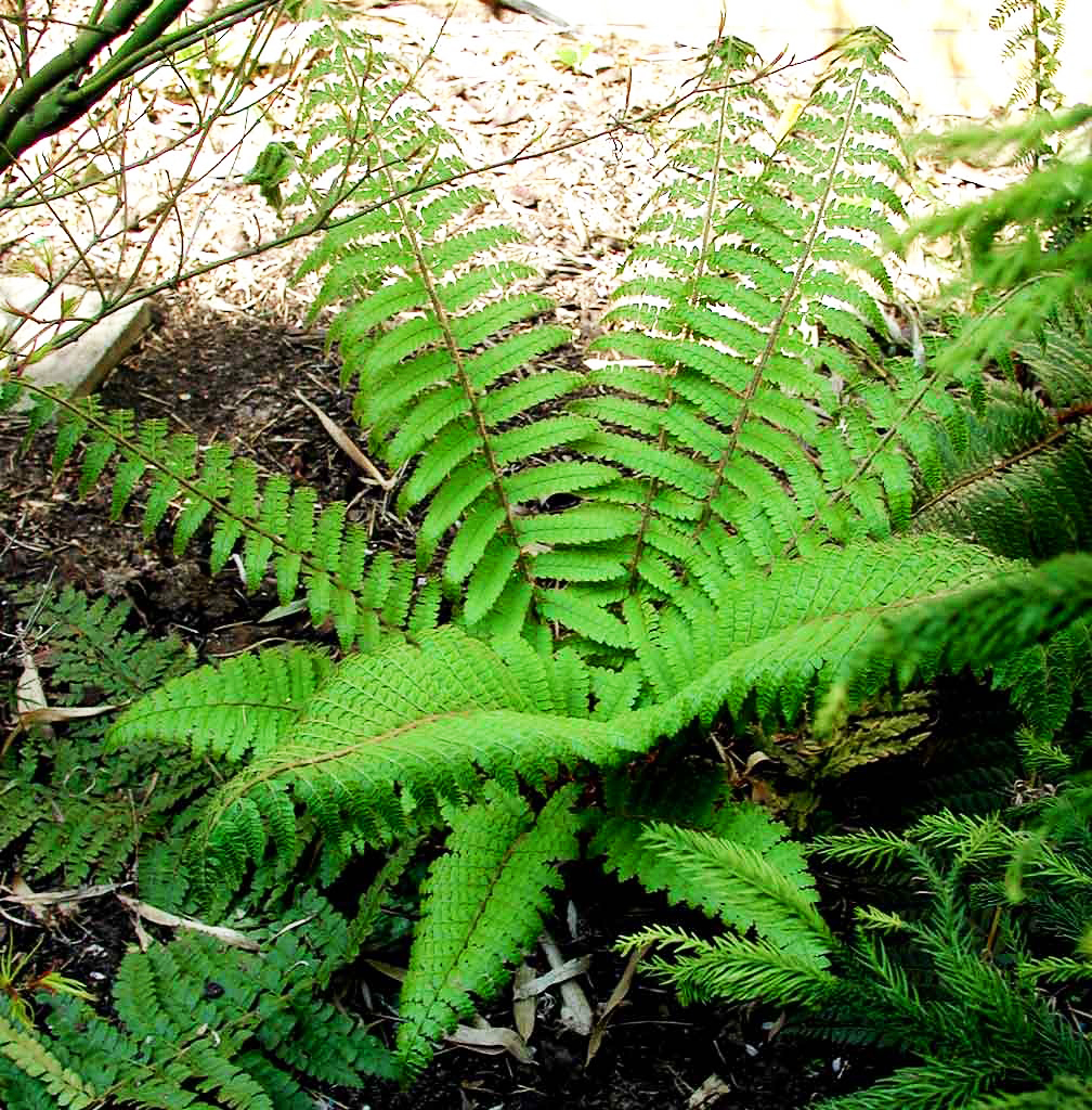 Soft Shield Fern For Sale Online | The Tree Center