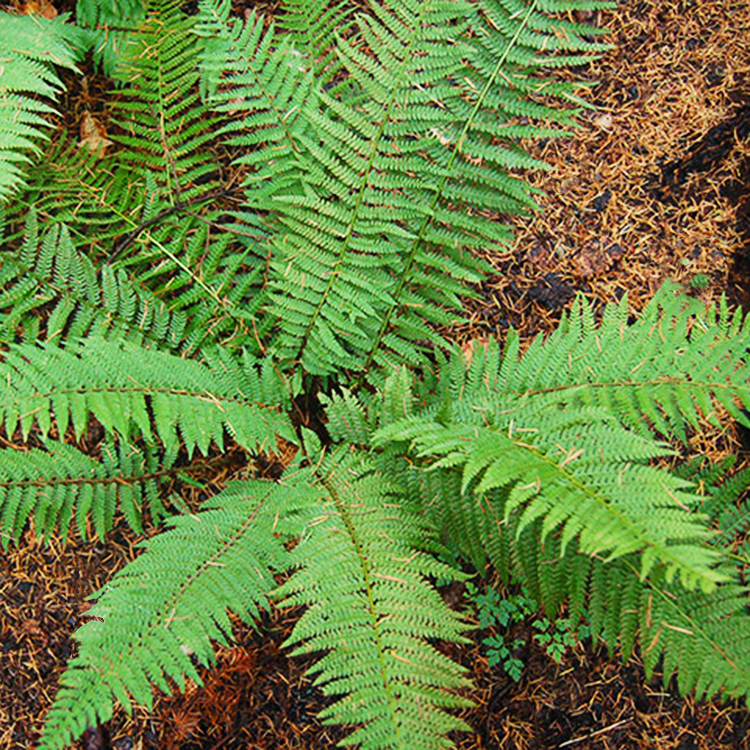Soft Shield Fern For Sale Online | The Tree Center