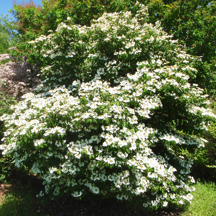 Summer Snowflake Viburnum For Sale Online | The Tree Center