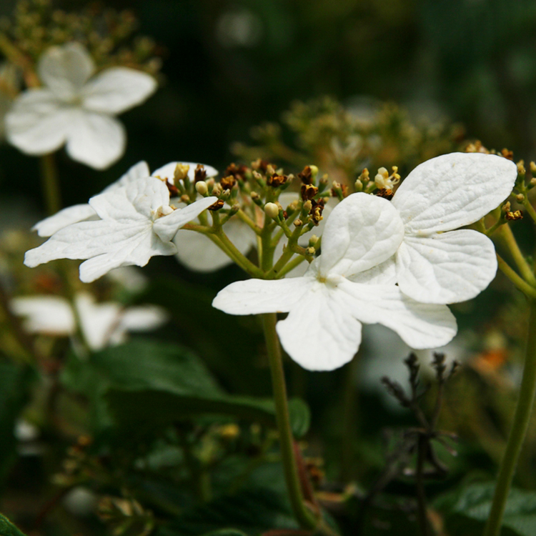 Summer Snowflake Viburnum For Sale Online | The Tree Center