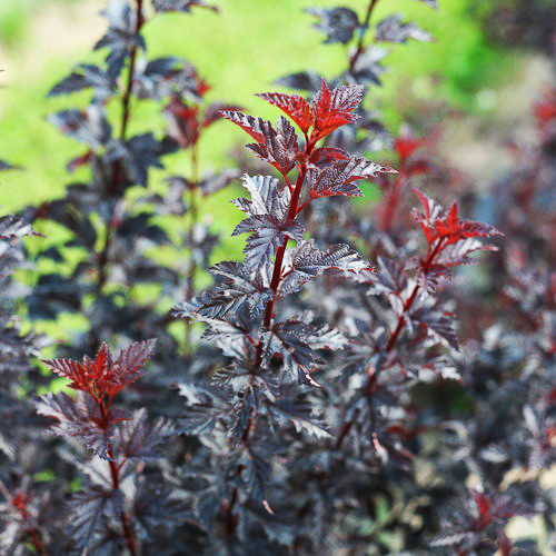 Summer Wine Ninebark For Sale Online | The Tree Center