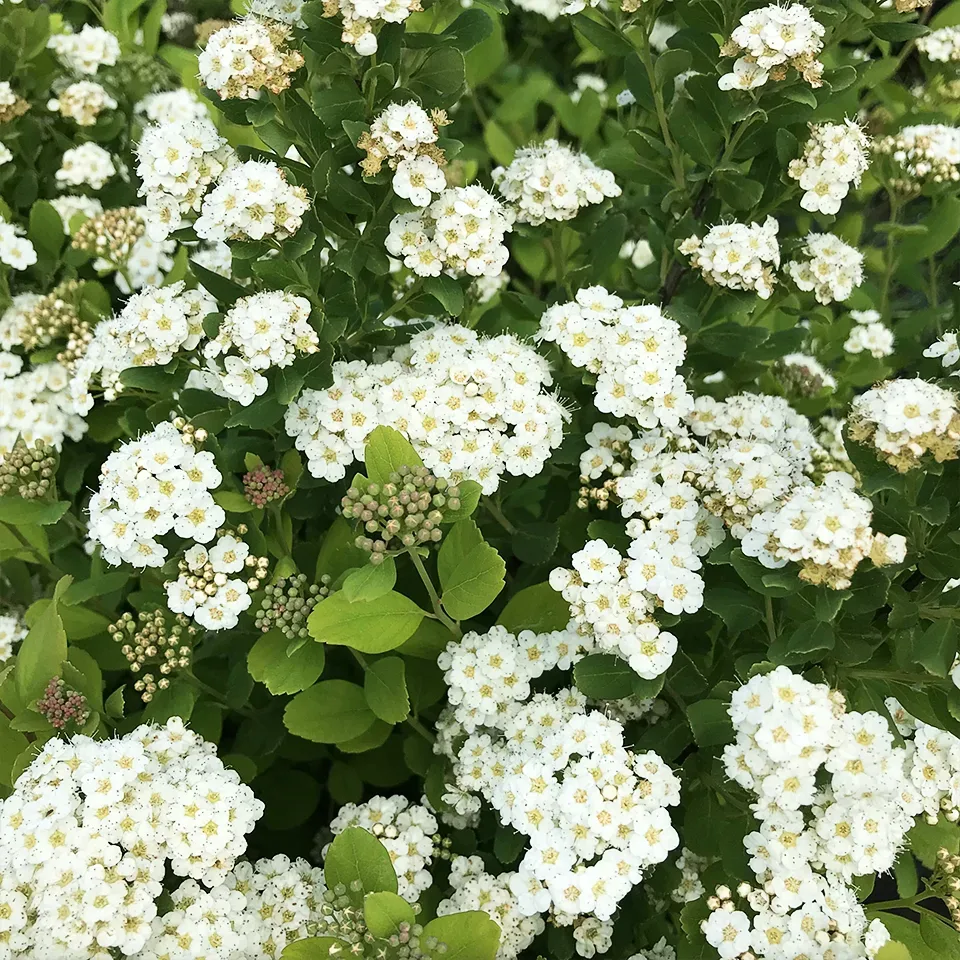 Spirea Thor