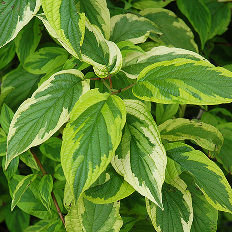 Tri-Splendor Kousa Dogwood For Sale Online | The Tree Center