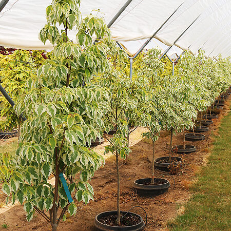 Tri-Splendor Kousa Dogwood For Sale Online | The Tree Center