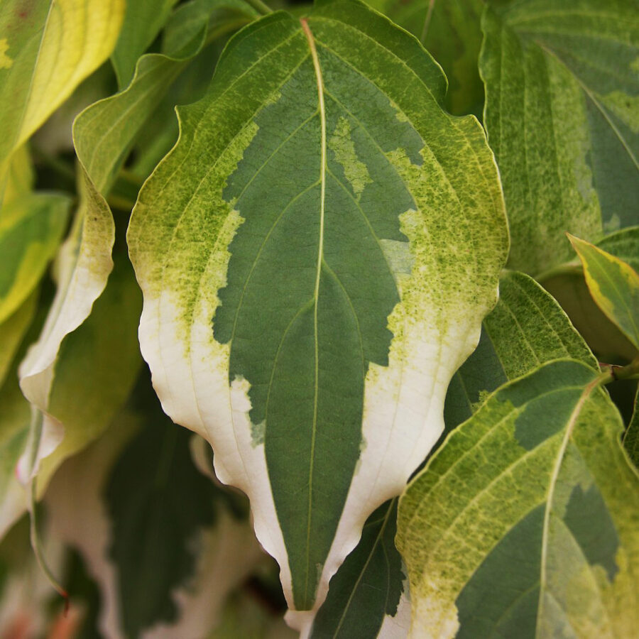 Tri-Splendor Kousa Dogwood For Sale Online | The Tree Center