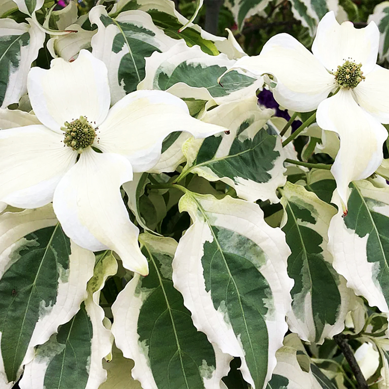 Tri-Splendor Kousa Dogwood For Sale Online | The Tree Center