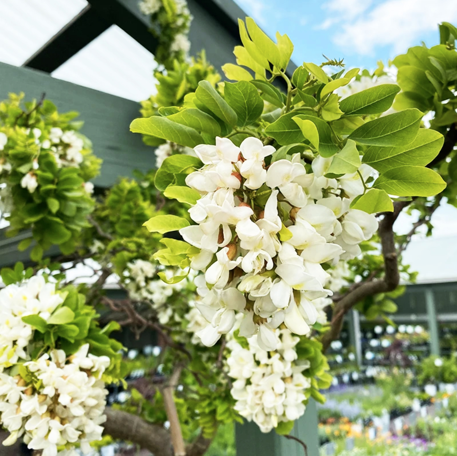 Twisty Baby Black Locust For Sale Online | The Tree Center Twisty Baby Black Locust For Sale Online | The Tree Center