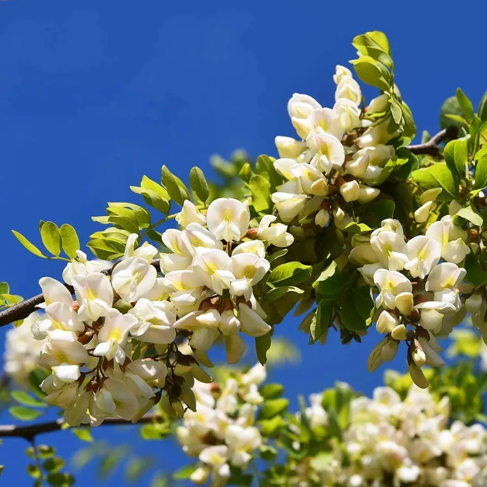 Twisty Baby Black Locust For Sale Online | The Tree Center