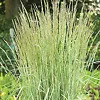 Variegated Reed Grass For Sale Online | The Tree Center