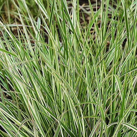 Variegated Reed Grass For Sale Online | The Tree Center