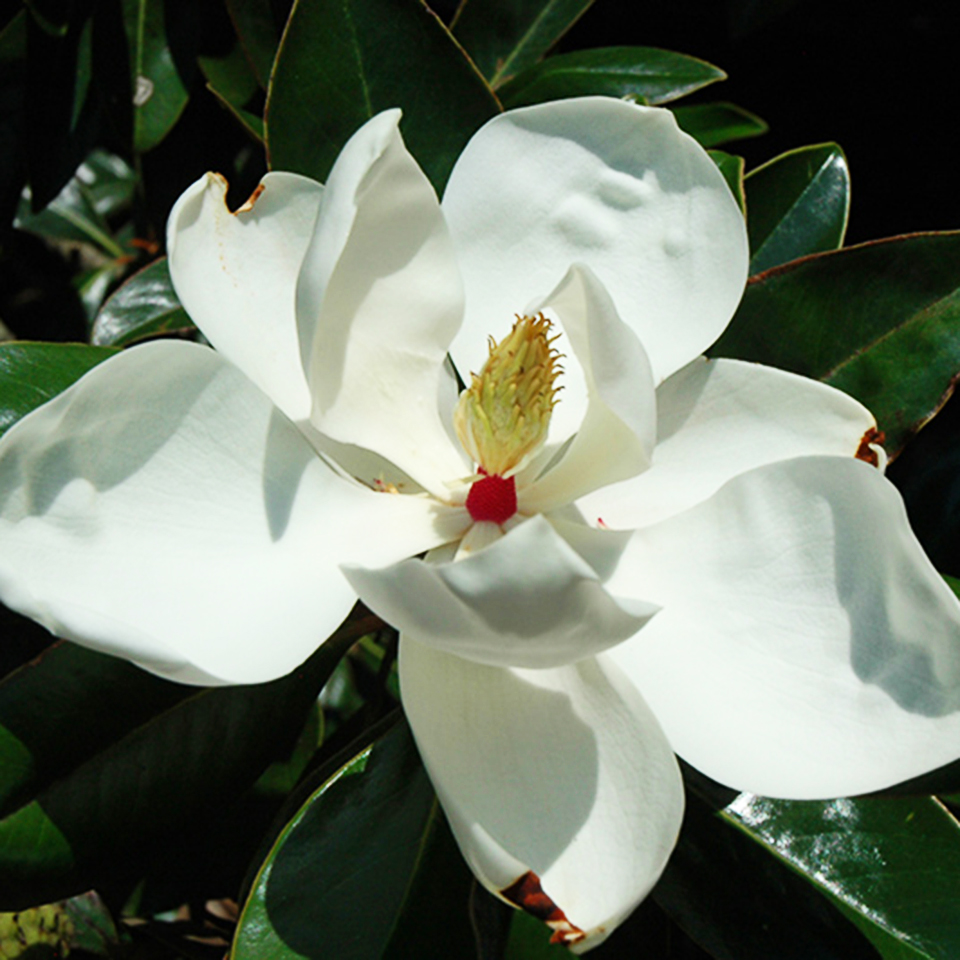 Victoria Southern Magnolia For Sale Online | The Tree Center