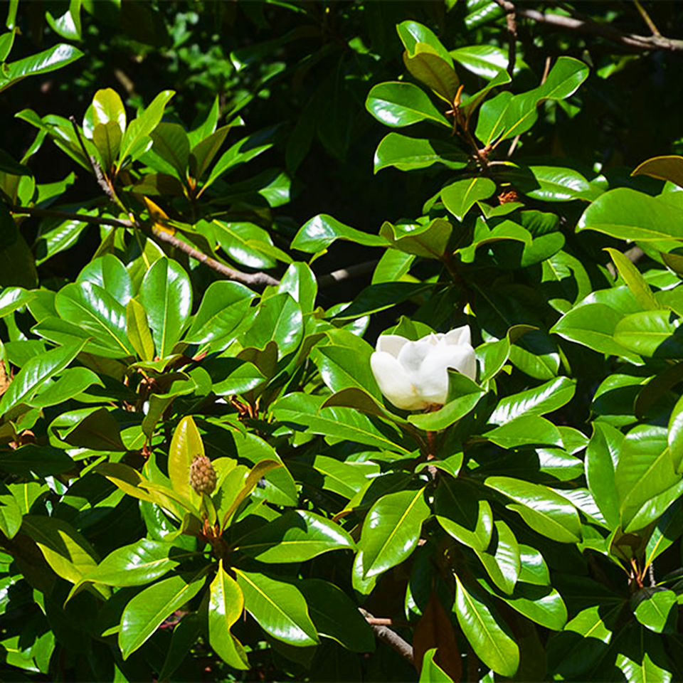 Victoria Southern Magnolia For Sale Online | The Tree Center