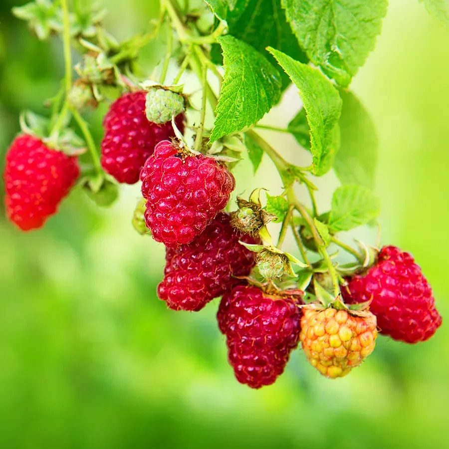 Vintage Raspberry For Sale Online | The Tree Center