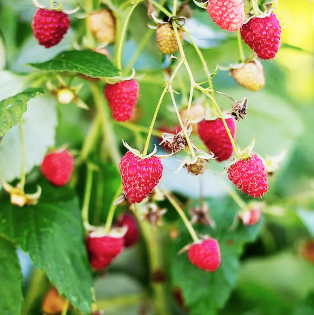 Vintage Raspberry For Sale Online | The Tree Center