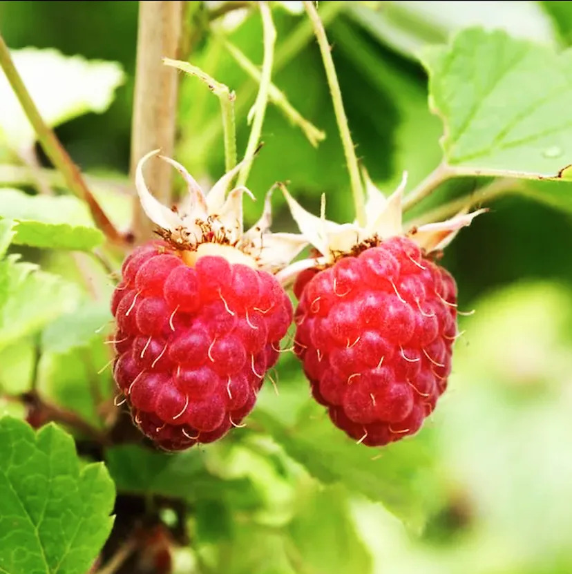 Vintage Raspberry For Sale Online | The Tree Center