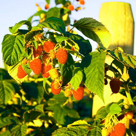 Vintage Raspberry For Sale Online | The Tree Center