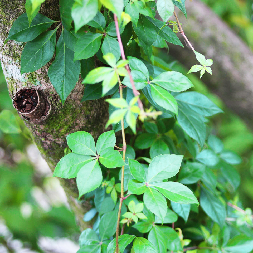 Virginia Creeper For Sale Online | The Tree Center Virginia Creeper For Sale Online | The Tree Center