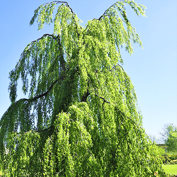 Weeping European Beech For Sale Online | The Tree Center