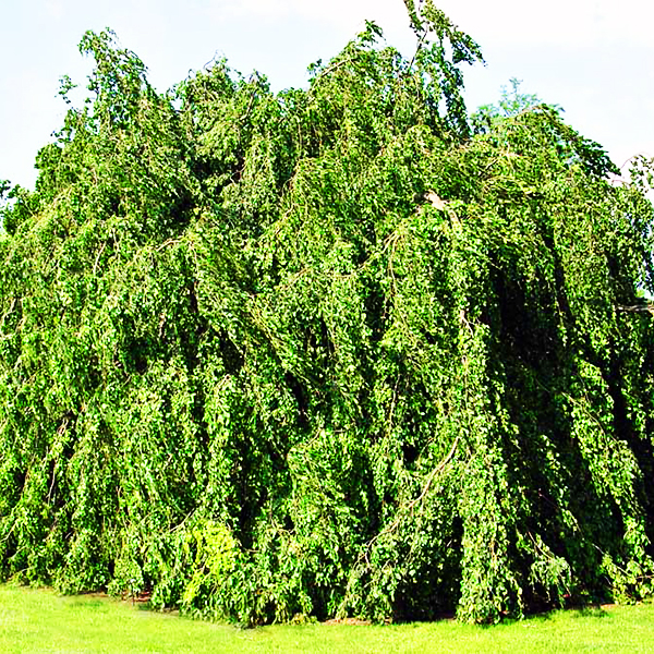 Weeping European Beech For Sale Online | The Tree Center