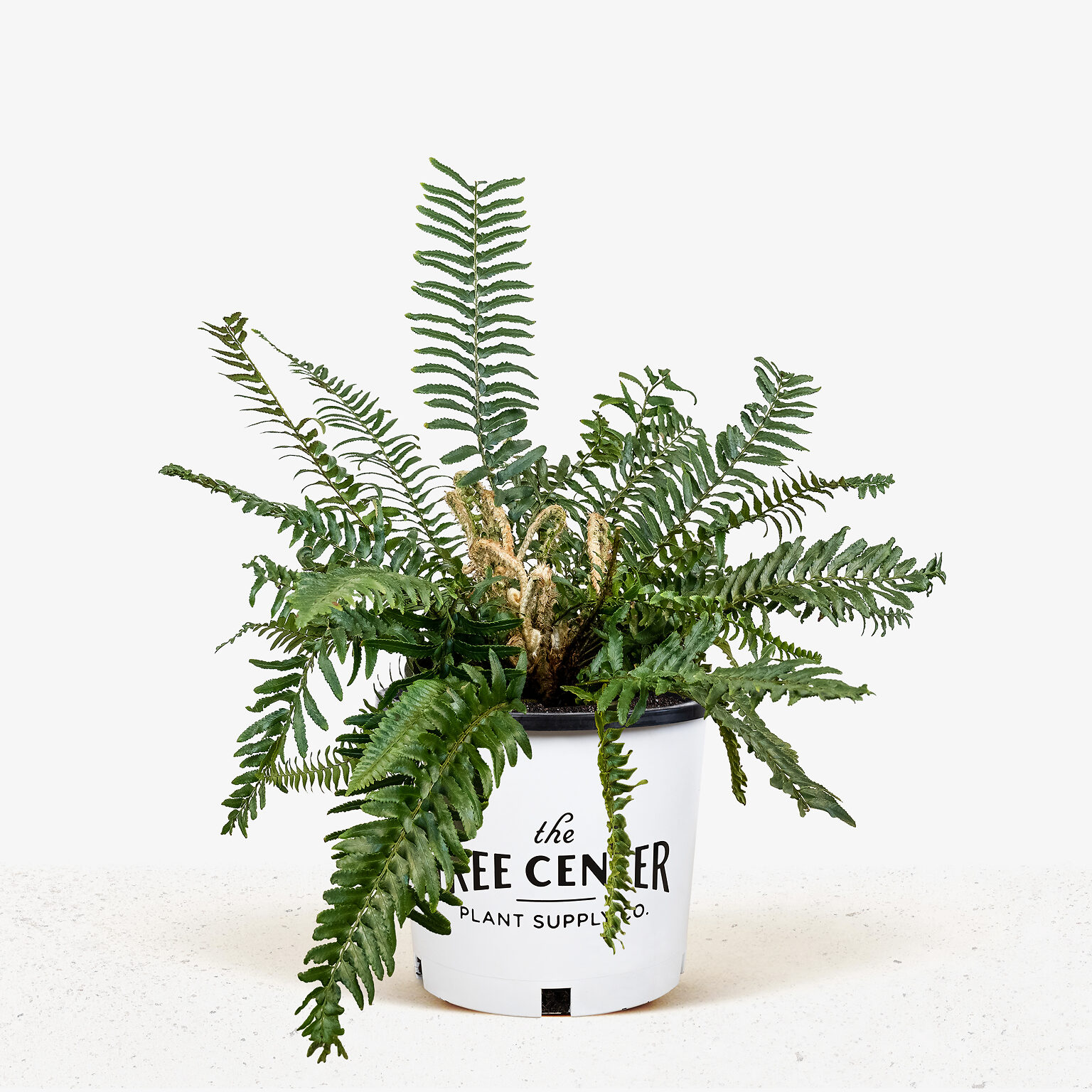 Western Sword Fern For Sale Online | The Tree Center