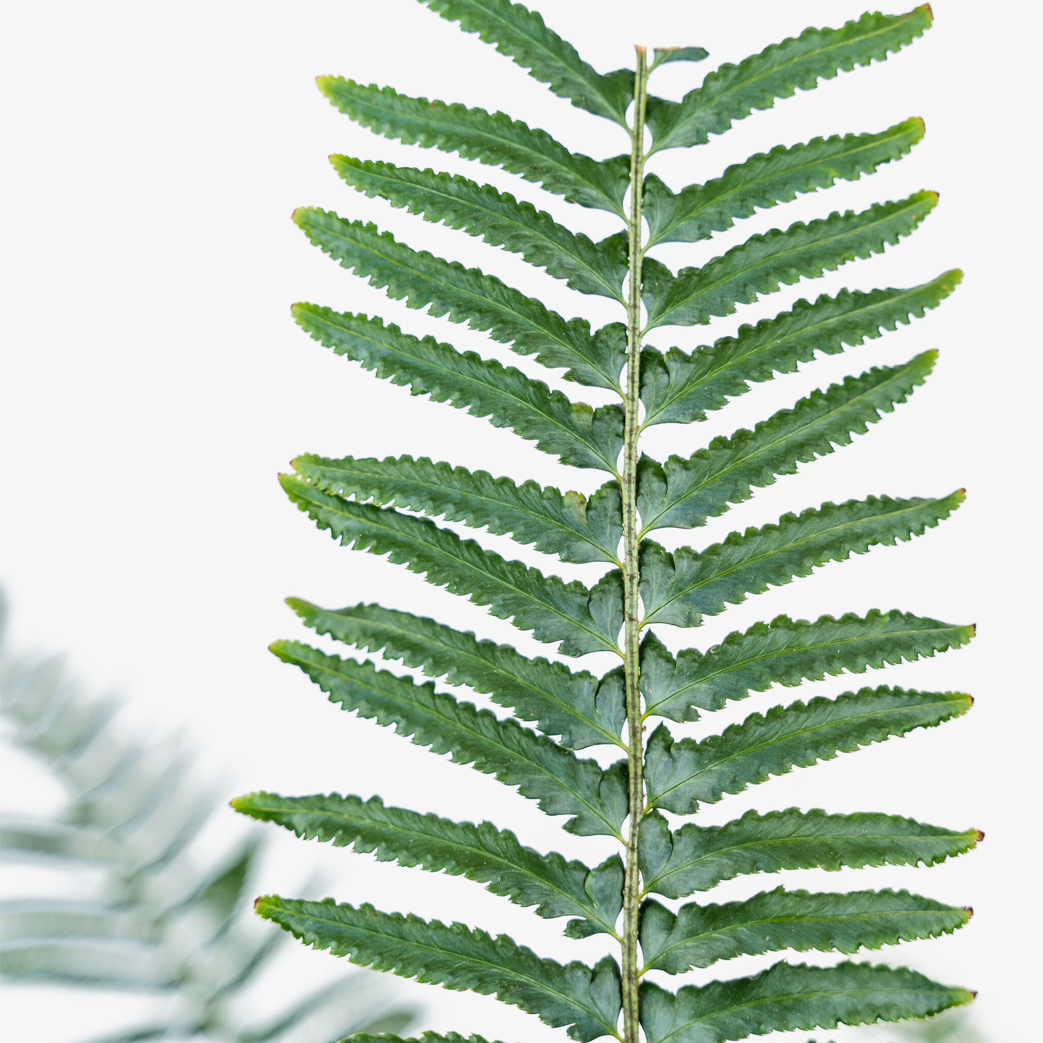 Western Sword Fern For Sale Online | The Tree Center