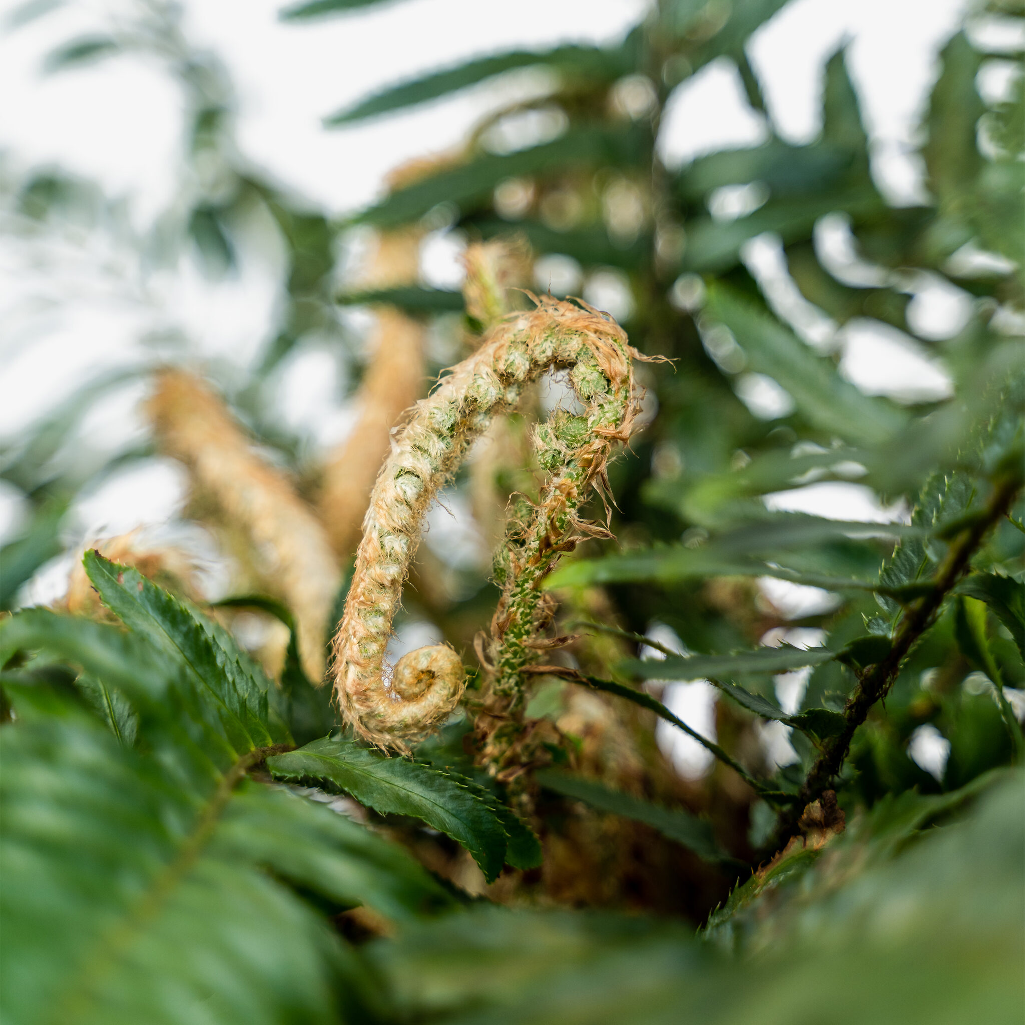 Western Sword Fern For Sale Online | The Tree Center