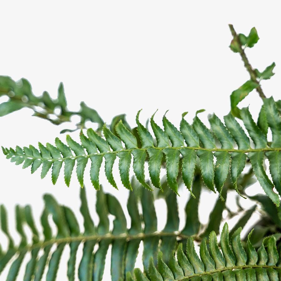 Western Sword Fern For Sale Online | The Tree Center