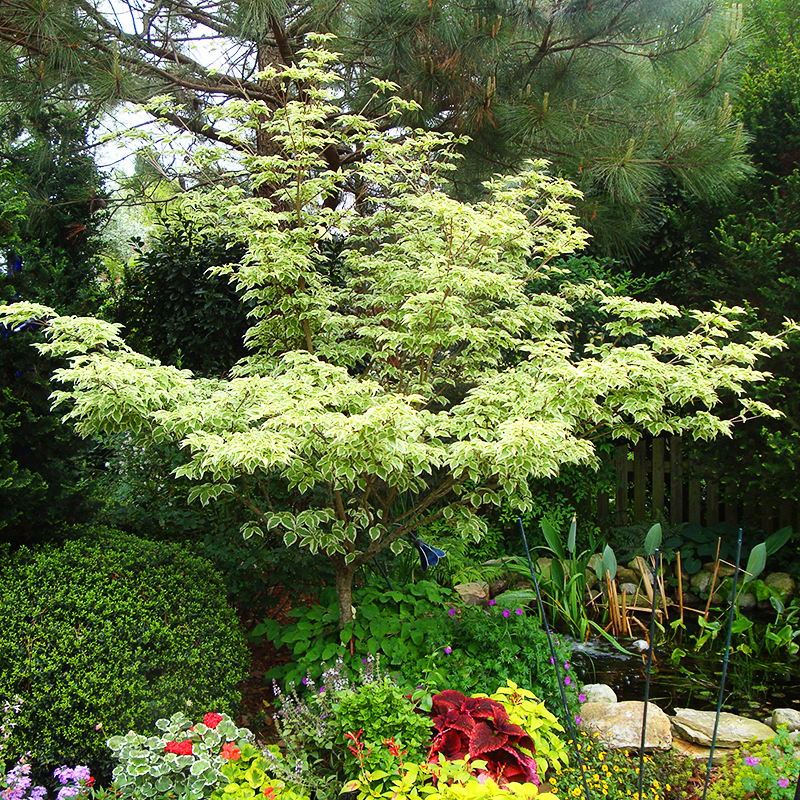 Wolf Eyes Kousa Dogwood For Sale Online | The Tree Center