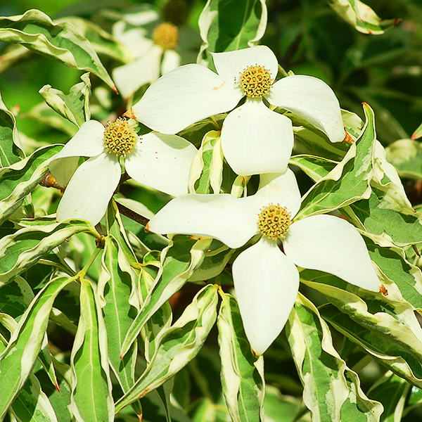 Wolf Eyes Kousa Dogwood For Sale Online | The Tree Center