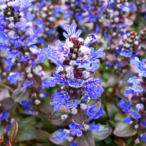 Chocolate Chip Bugleweed For Sale Online | The Tree Center