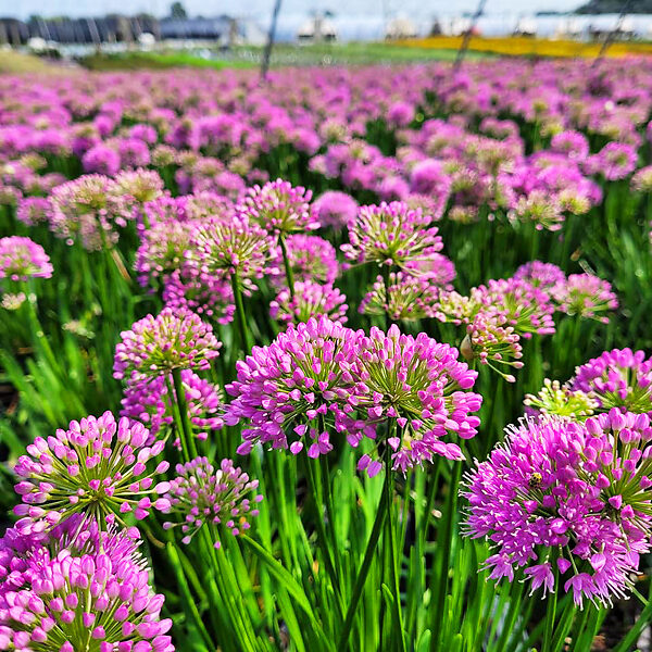 'Millenium' Allium For Sale Online | The Tree Center