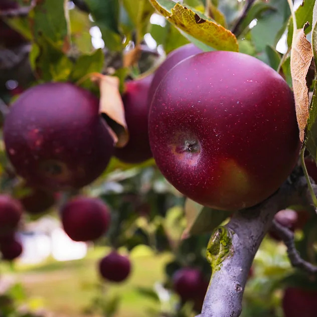 Arkansas Black Apple Tree For Sale Online | The Tree Center